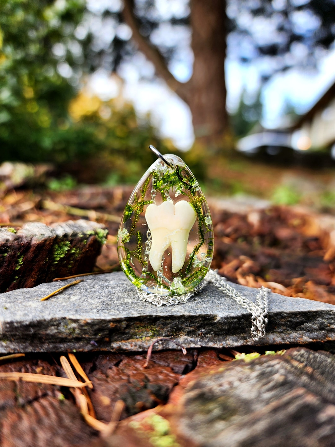 Limited Edition, Real Teeth, Teeth, Real Animal Teeth, Gift, Teeth ...