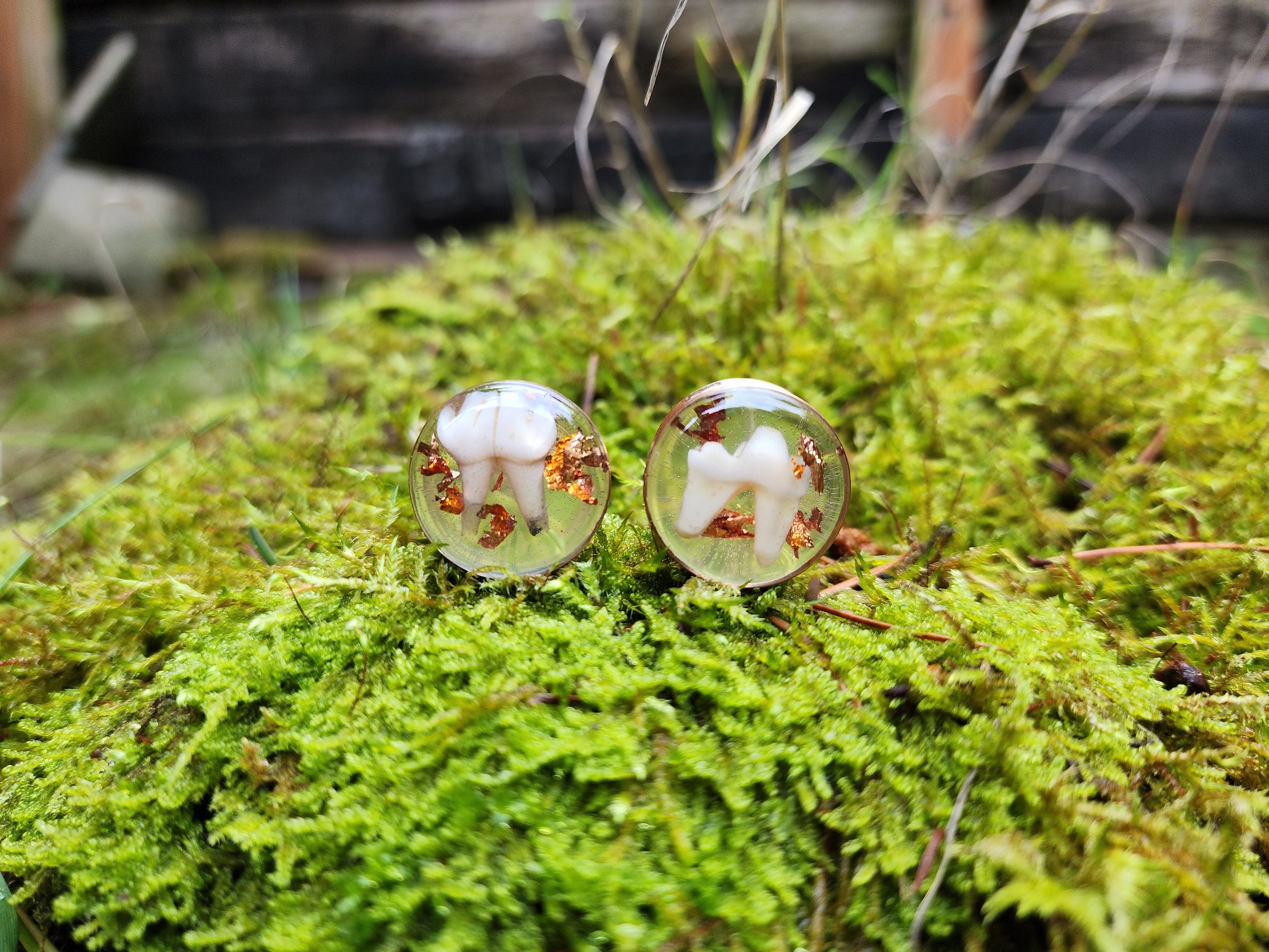 Limited Edition Real Teeth Plugs Plugs Teeth Real Animal - Etsy