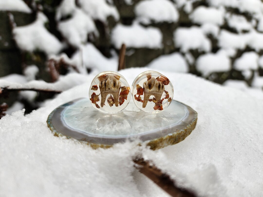 Limited Edition Real Teeth Plugs Plugs Teeth Real Animal - Etsy