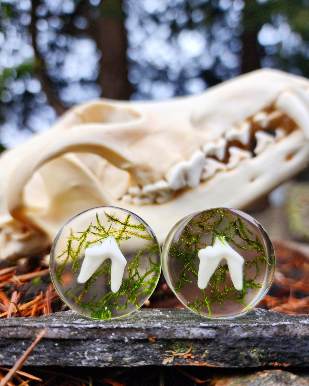 Limited Edition, Real Teeth Plugs, Plugs, Teeth, Real Animal Teeth ...