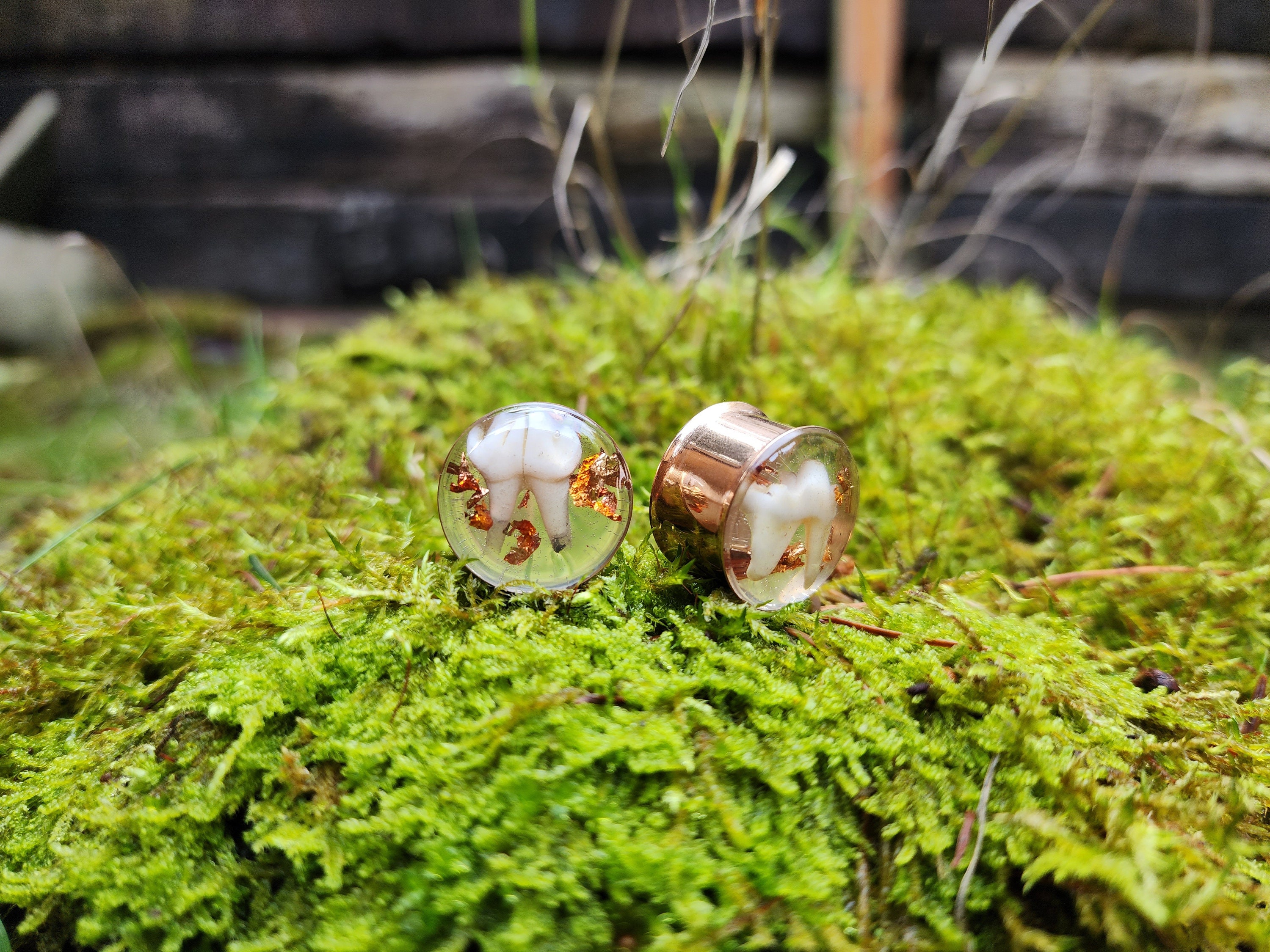 Limited Edition Real Teeth Plugs Plugs Teeth Real Animal - Etsy