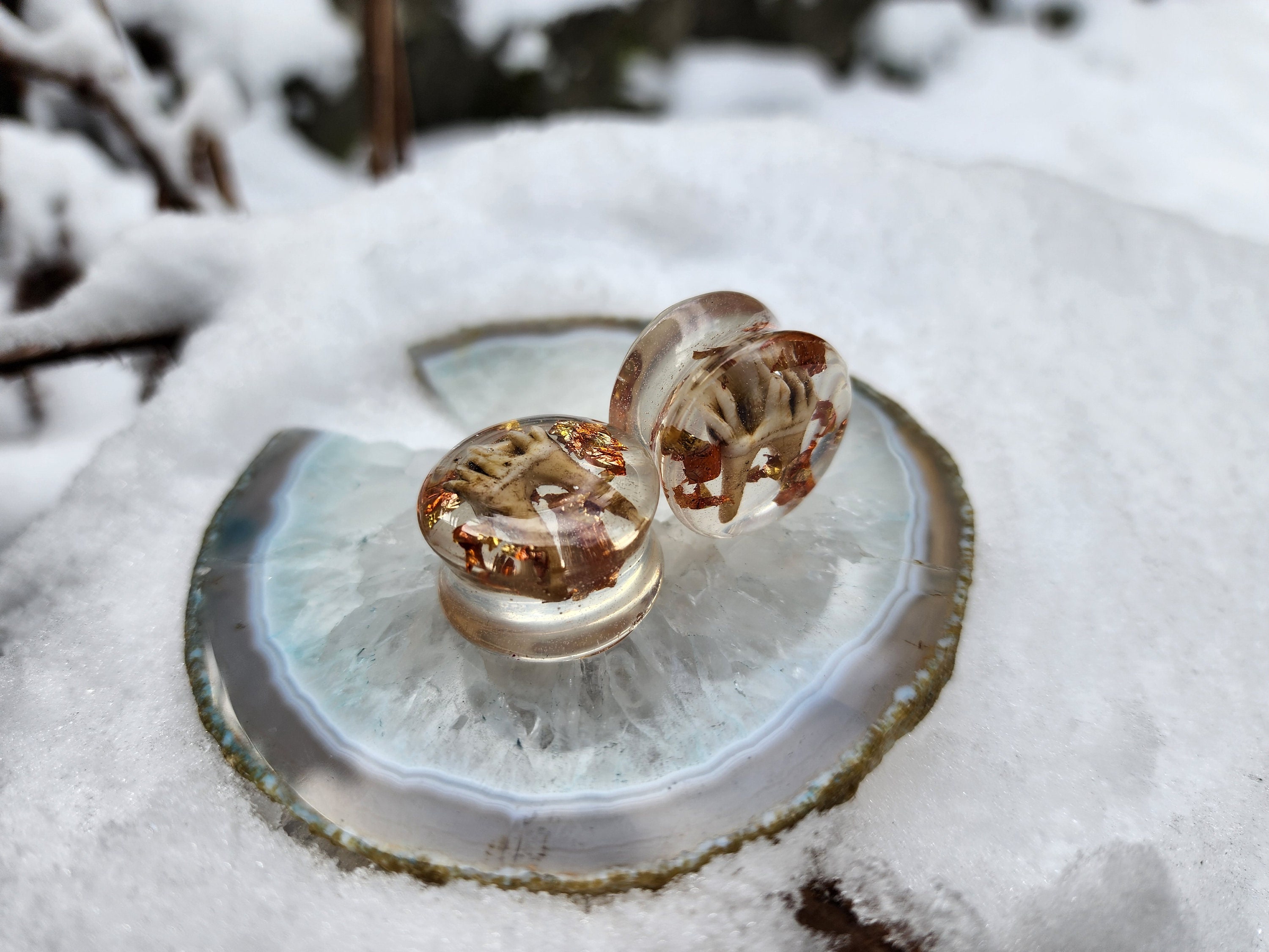 Limited Edition Real Teeth Plugs Plugs Teeth Real Animal - Etsy