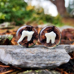 Limited Edition, Real Teeth Plugs, Plugs, Teeth, Real Animal Teeth ...