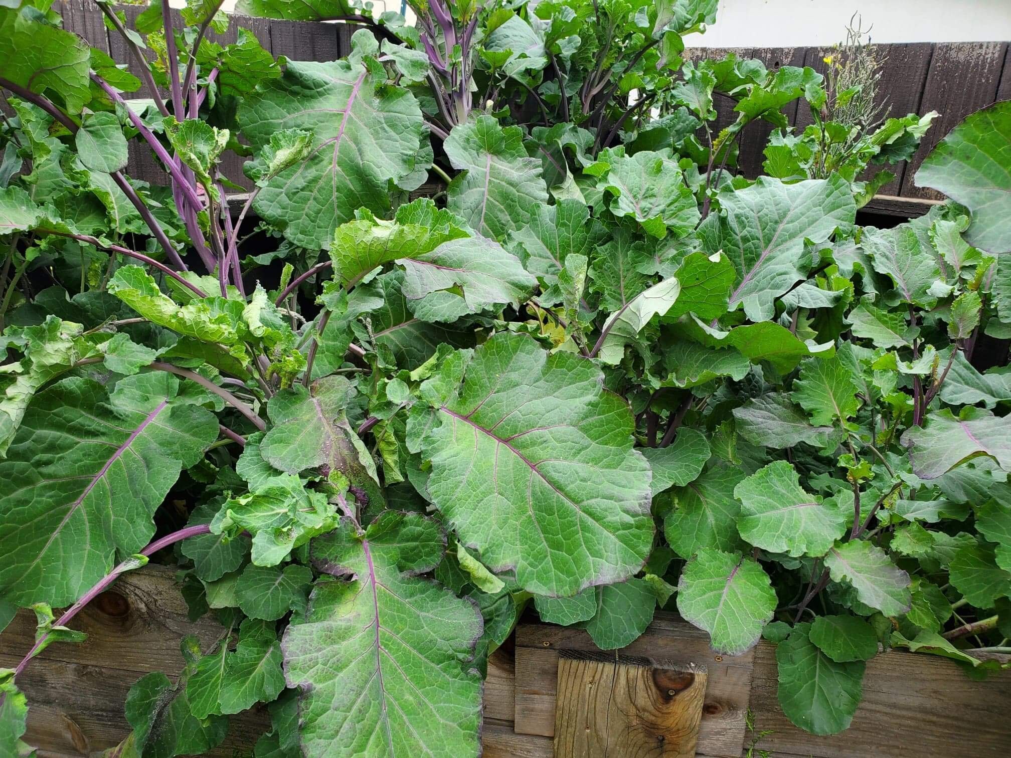 Tree Collards or Purple Kale Tree - Etsy
