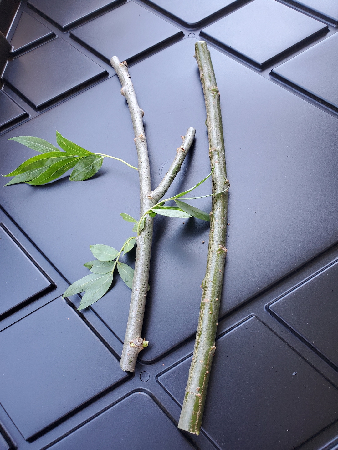 Weeping Willow Cuttings For Sale