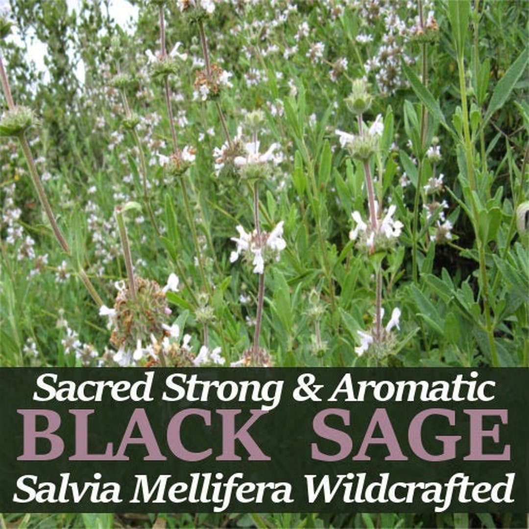 1lb+ Fresh Cut BLACK SAGE Salvia Mellifera, BULK Quantity Order Sacred ...