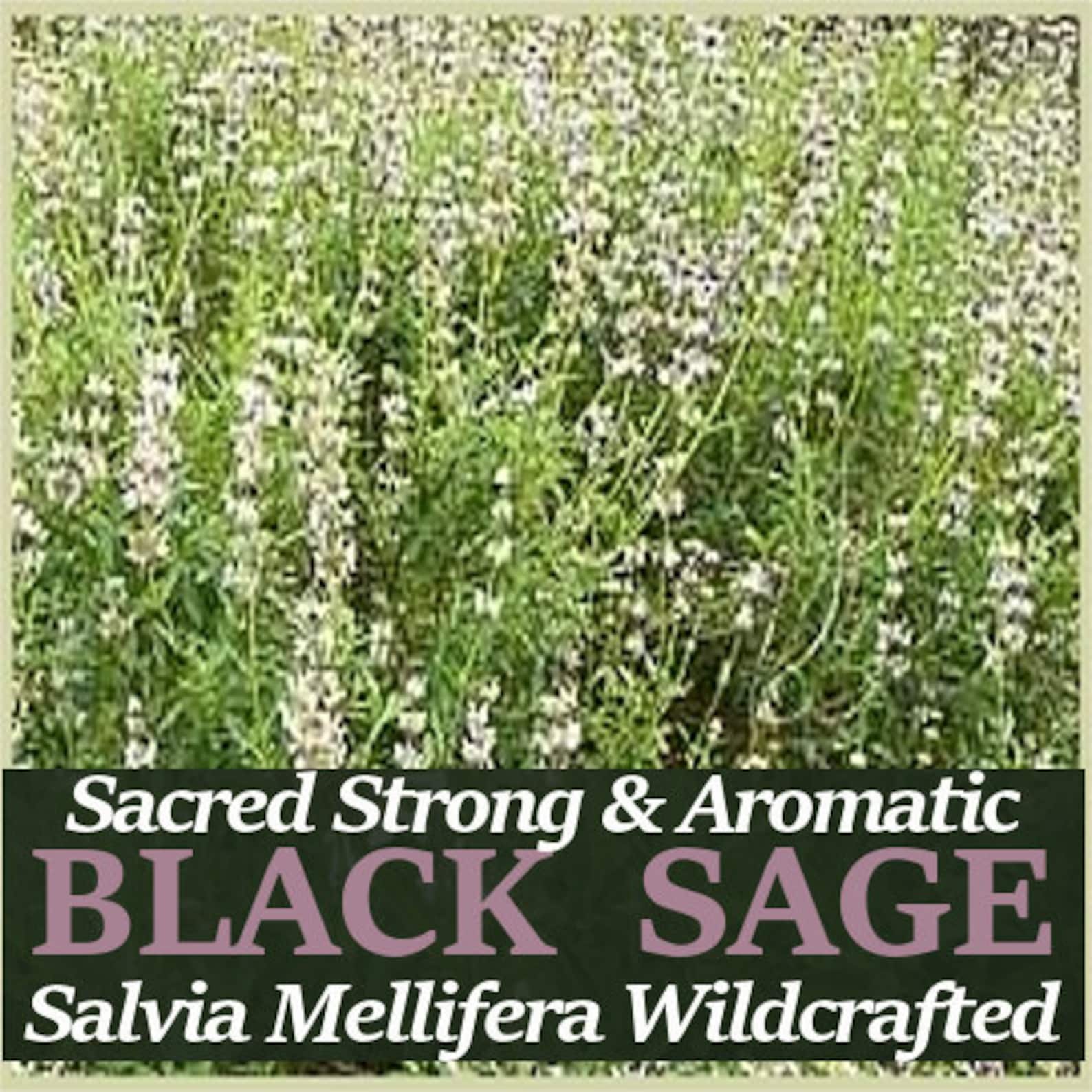 Dried 1/3lb BLACK SAGE, Salvia Mellifera, Leaves and Leaves on Stems ...