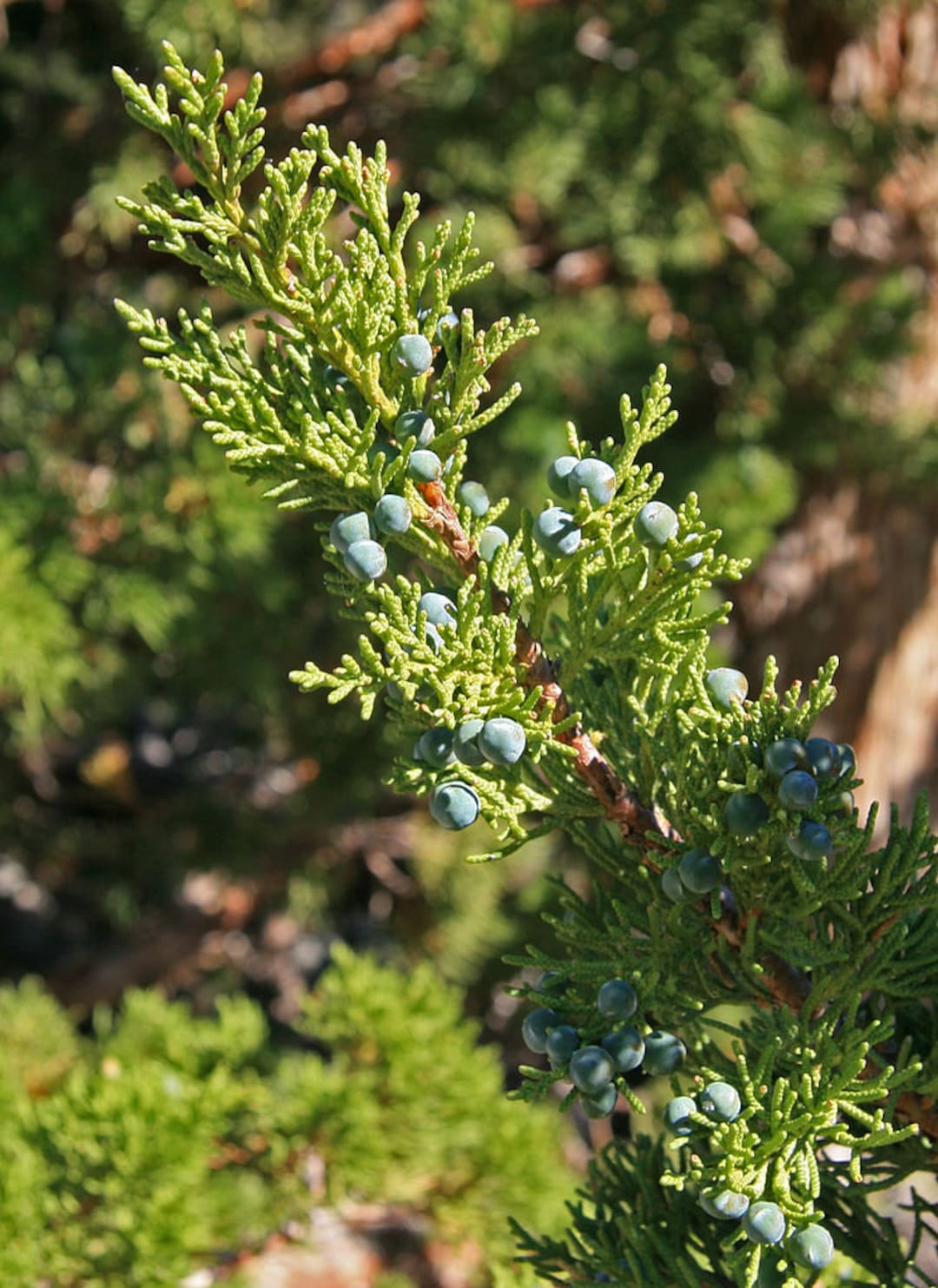 1lb+ Western Juniper, Fresh Cut BULK Quantity Pre-order, Juniperus ...