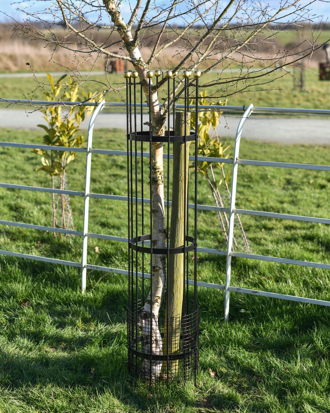 Black Steel Tree Guards, Various Sizes, Gold Ball Finials, Robust Tree ...