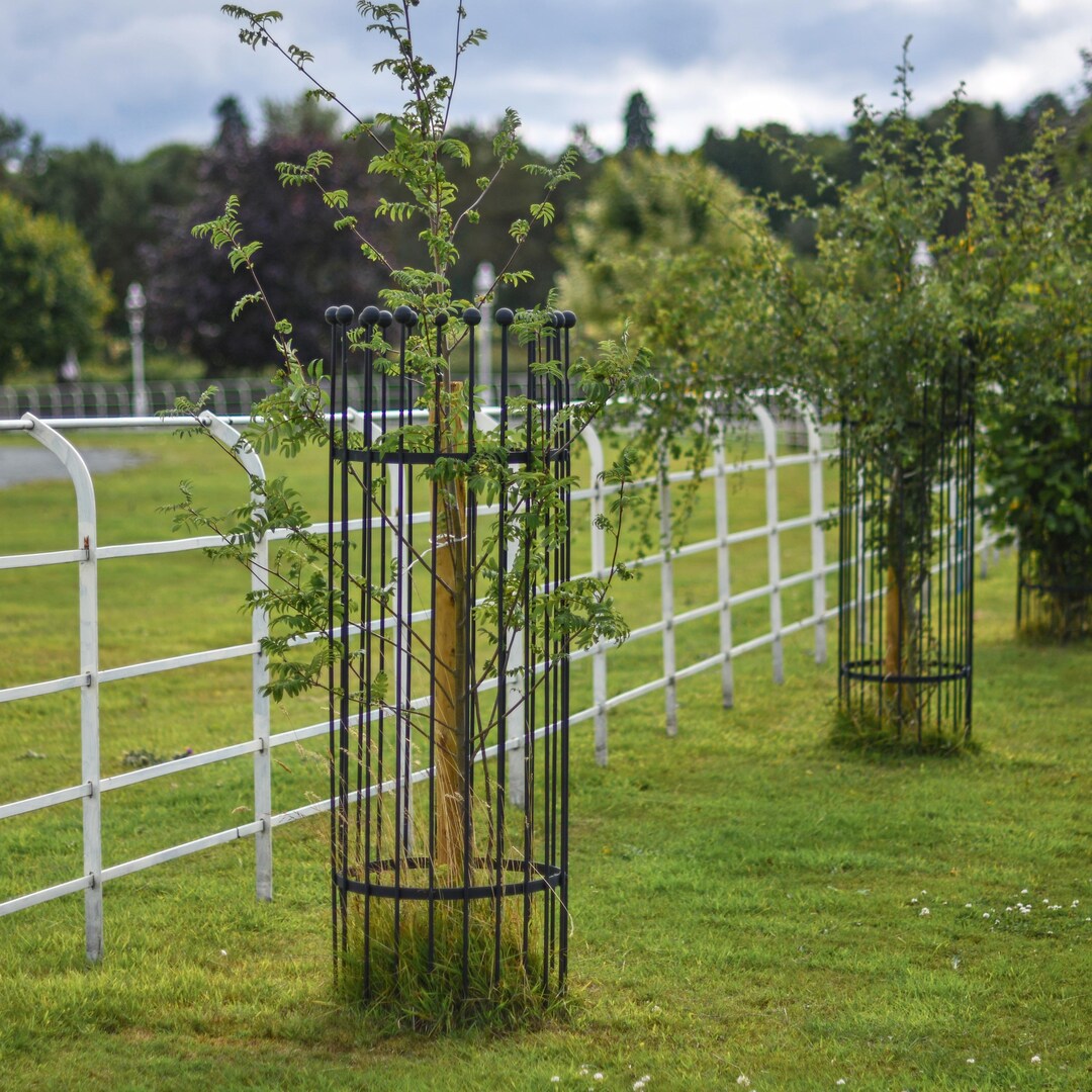 Handcrafted Black Robust Iron Tree Guard, Gardens, Grounds, Orchards ...