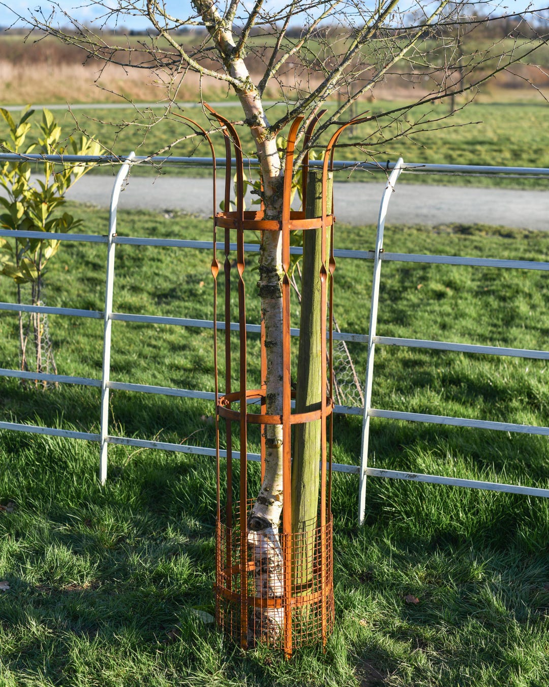 Rustic Steel Tree Guard, Various Sizes, Robust Tree Protectors, Orchard ...