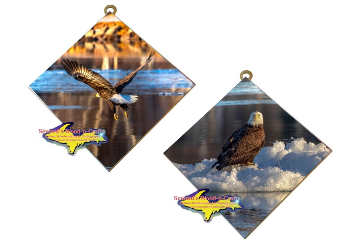 Bald Eagle Wildlife Photography & Photo Gifts - Etsy