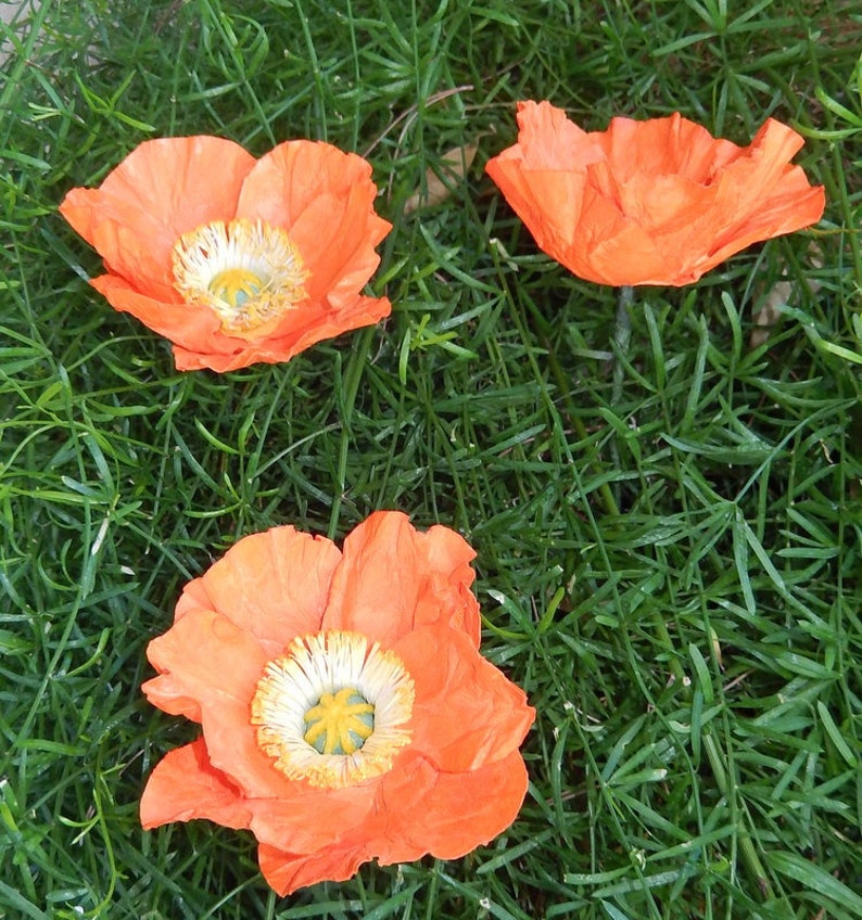 Individual Poppy Stem Botanical Poppies Wedding Event - Etsy