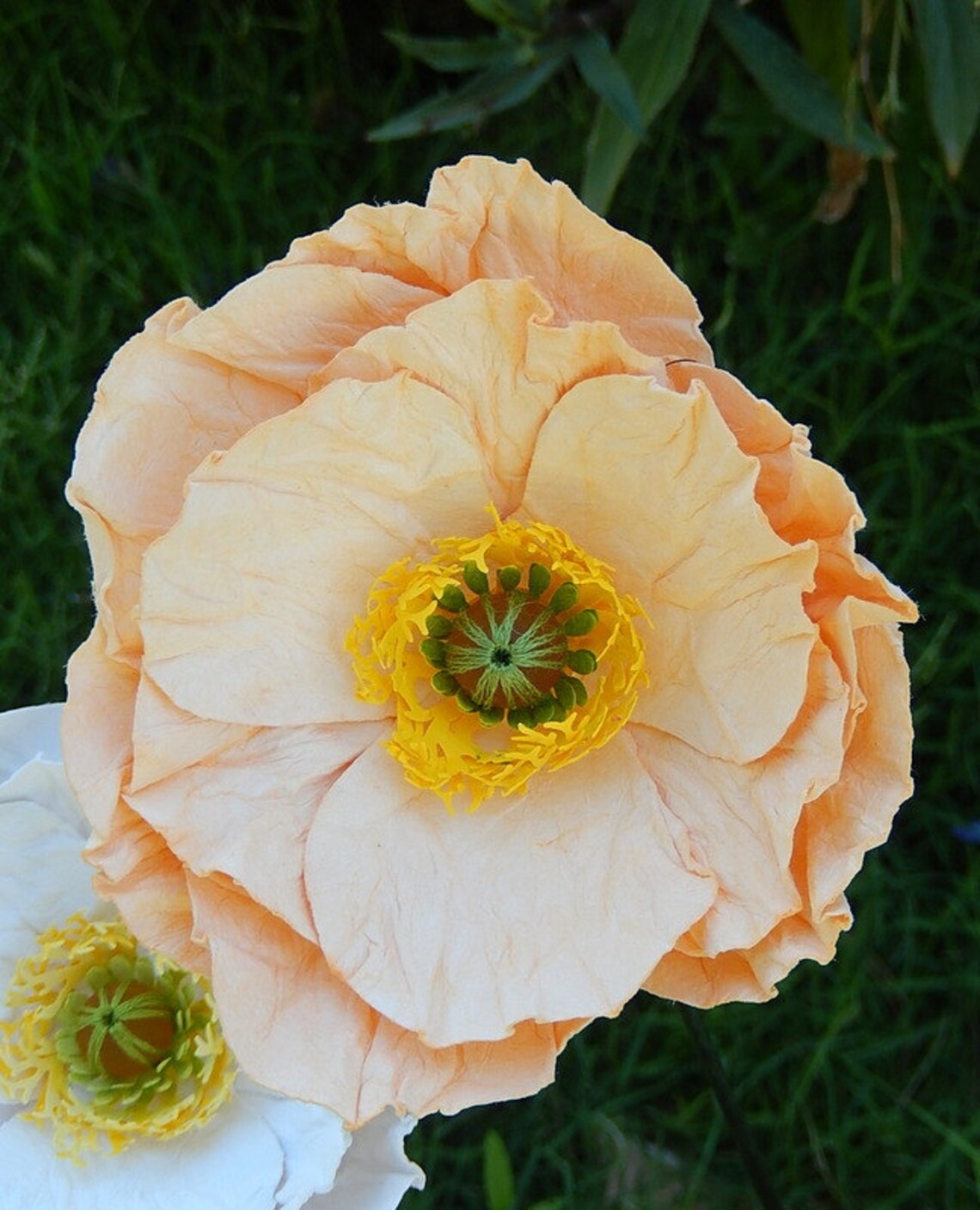 Paper Poppy Wedding Bouquet Icelandic Poppies Wedding - Etsy