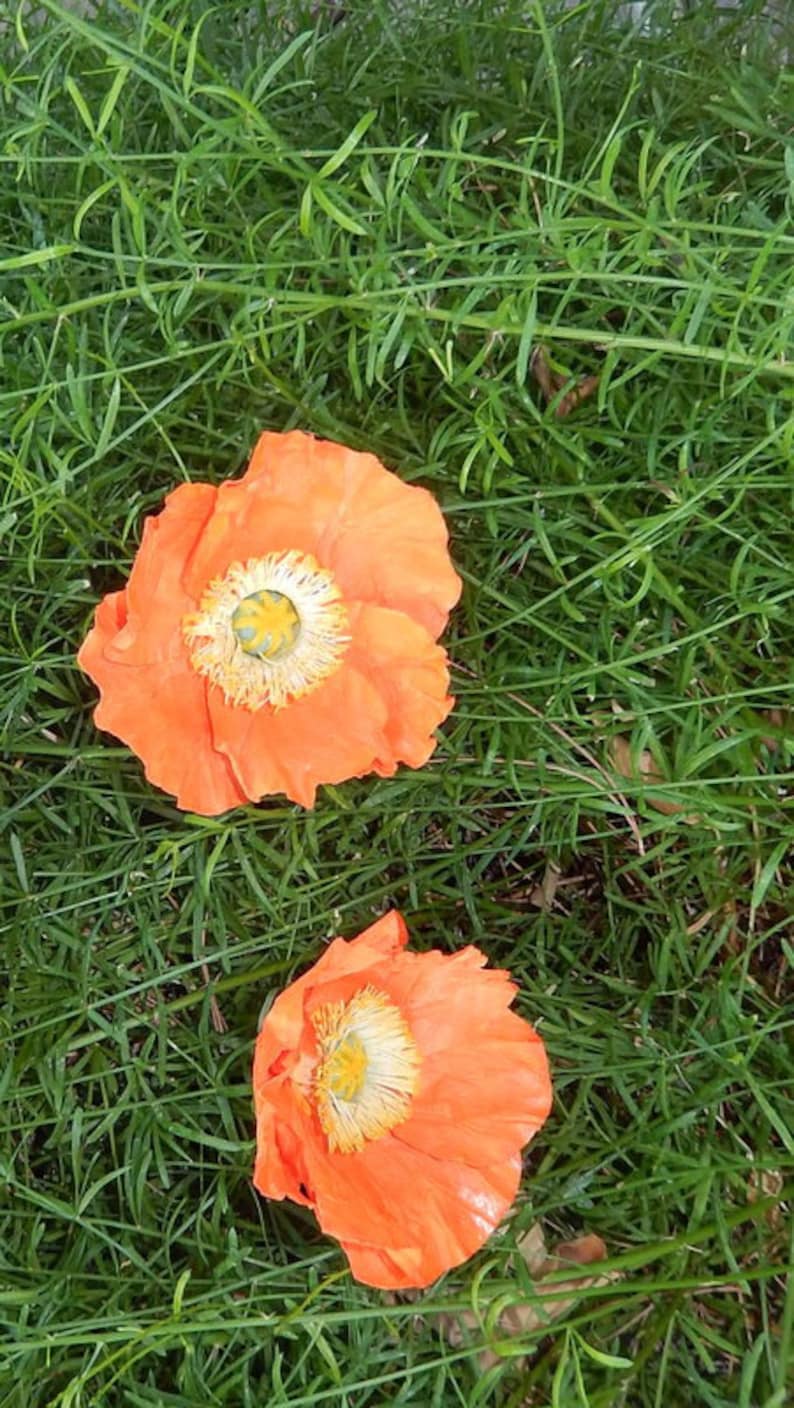 Individual Poppy Stem Botanical Poppies Wedding Event - Etsy