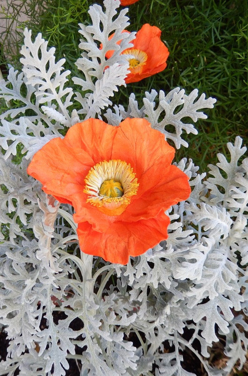 Individual Poppy Stem Botanical Poppies Wedding Event | Etsy