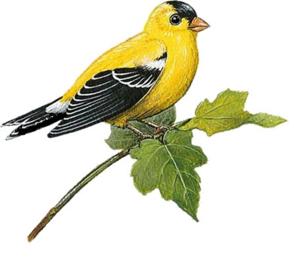 Yellow Canary Bird Tattoo