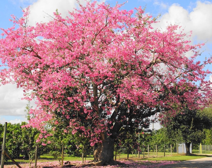SILK FLOSS Seedling Tree - Ceiba Speciosa - Produces LARGE Pink and ...