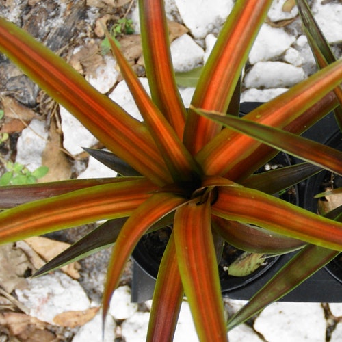 PINEAPPLE PLANT Red Spineless Pineapple Ornamental - Etsy