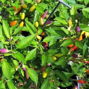 Siling Labuyo - RARE Filipino Chili Pepper Seeds - Free Shipping! - the ...