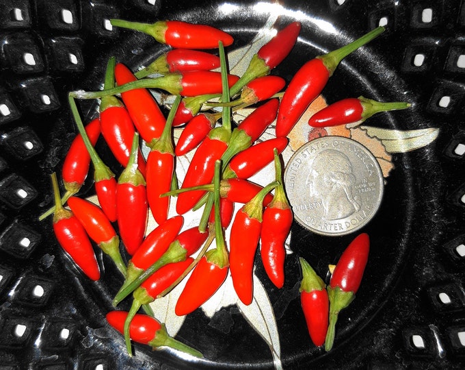 Siling Labuyo RARE Filipino Chili Pepper Seeds Free Shipping the ...