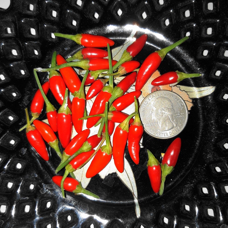 Rare Pepper Seeds - Etsy