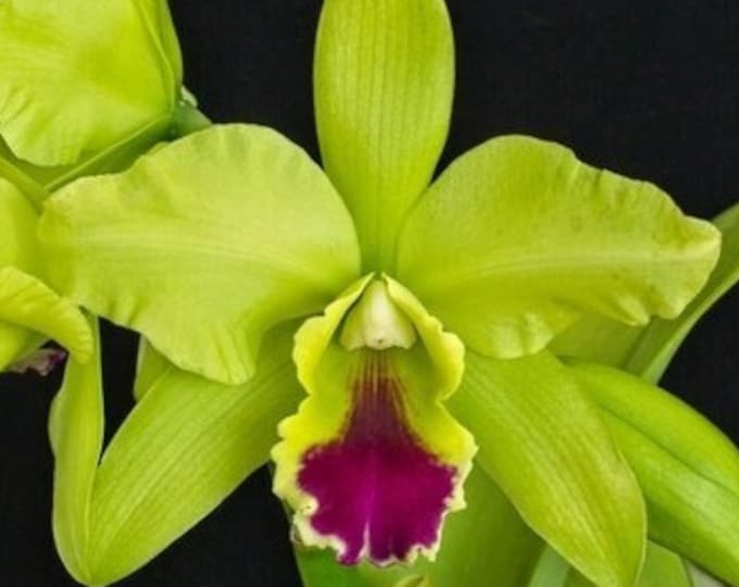 ORCHID Plant - Blc Mem. Helen Brown 'full Moon' - Green With Red Lip ...