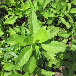 Gynura Procumbens Fully ROOTED Cuttings - 2 for 9.99 - Easy to Grow ...