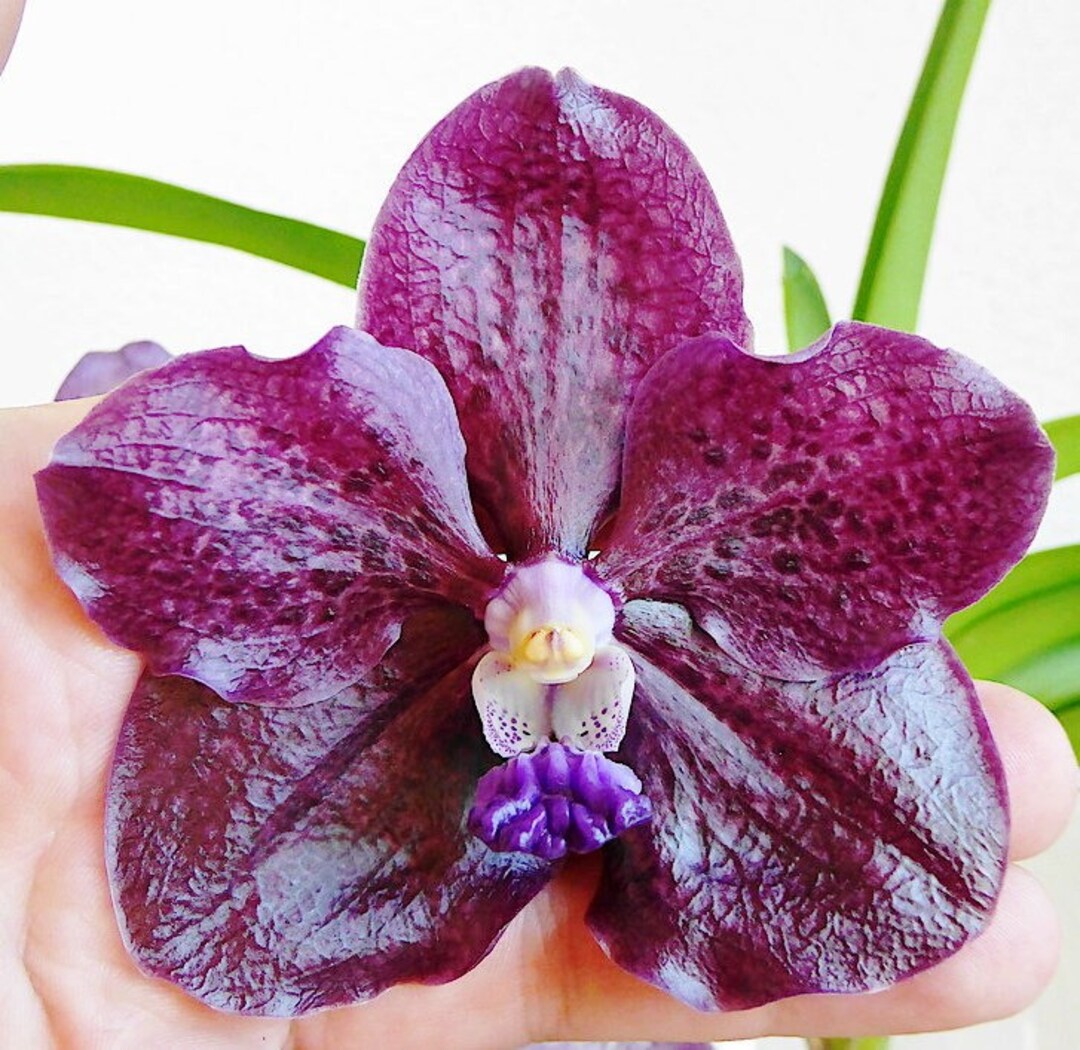ORCHID Plant Papilionanda Corneels Cilliers 'ngsoon Pad' 2 Pot Vanda ...