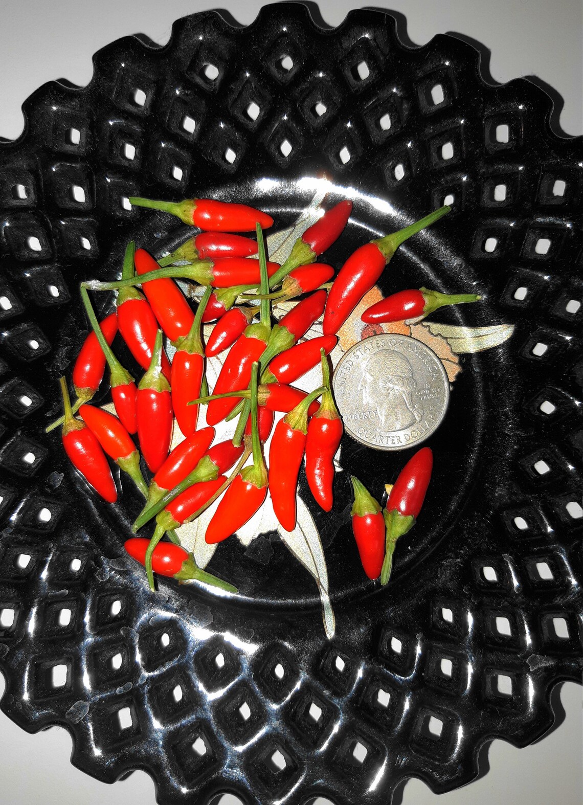Siling Labuyo RARE Filipino Chili Pepper Seeds Free - Etsy