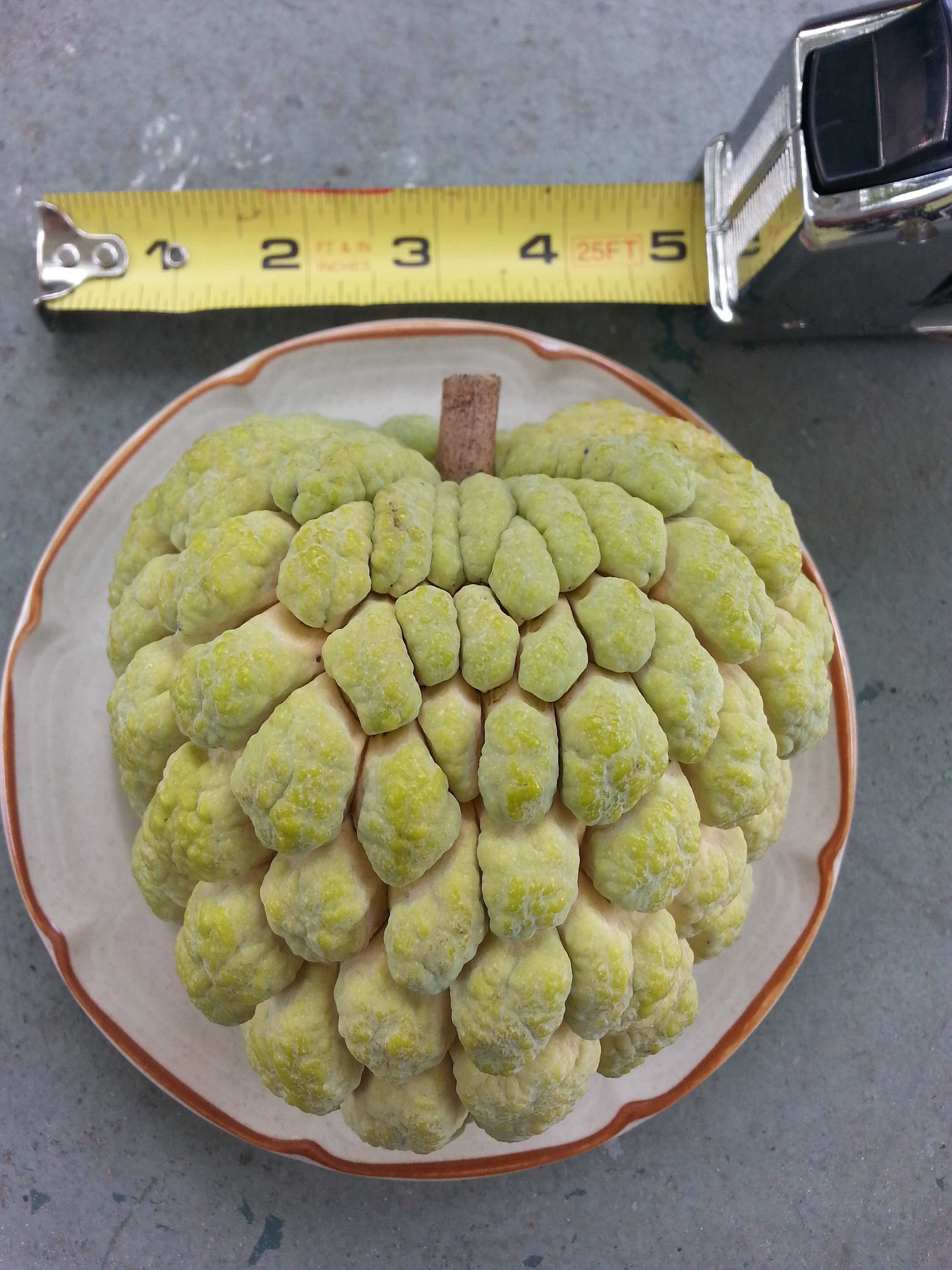 6 Sugar Apple Seeds - Produces Big, Sweet Fruit on a Small Tree - Sweet ...