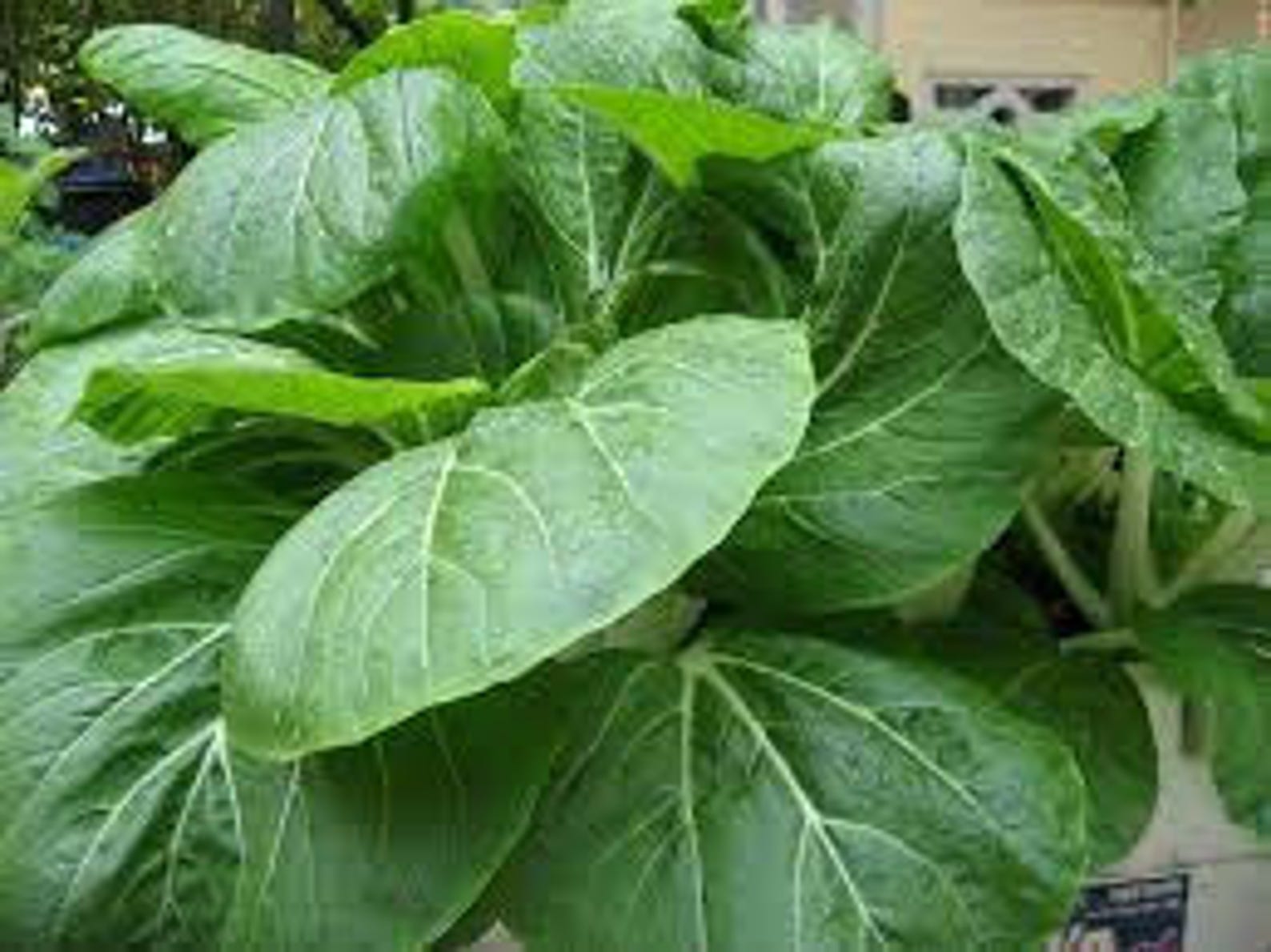 Pechay seeds 200 seeds w/ FREE shipping Filipino variety of | Etsy