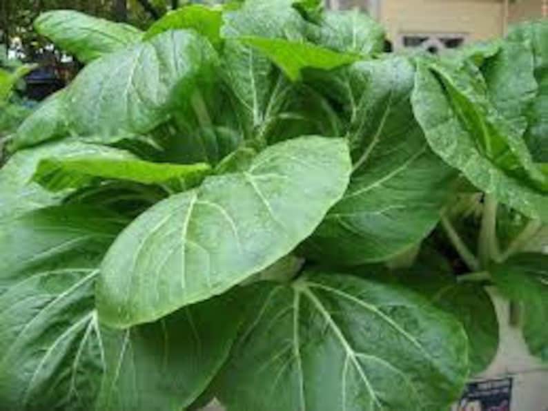 Pechay Seeds 200 Seeds -filipino Variety of Mild Chinese Cabbage- Pai ...