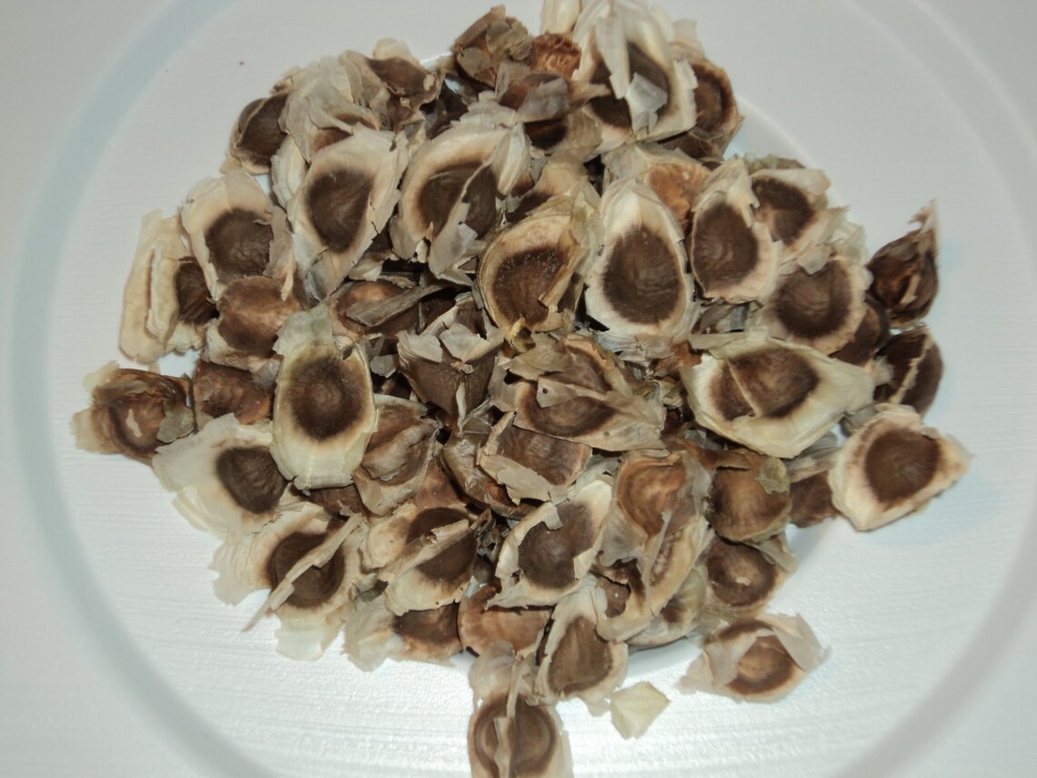 10-100 MORINGA SEEDS, Super Food!! "tree of Life" Malunggay, Moringa ...