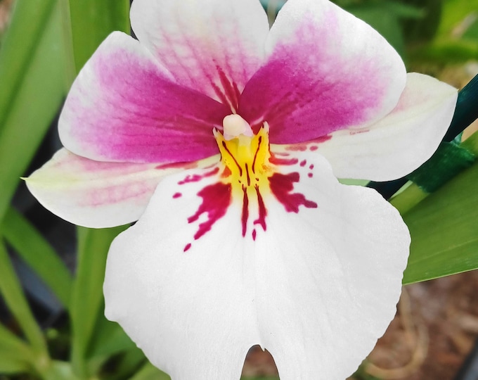 ORCHID Plant - Milt. Princess Diana 'HOF' - Pics Are Actual Plant for ...