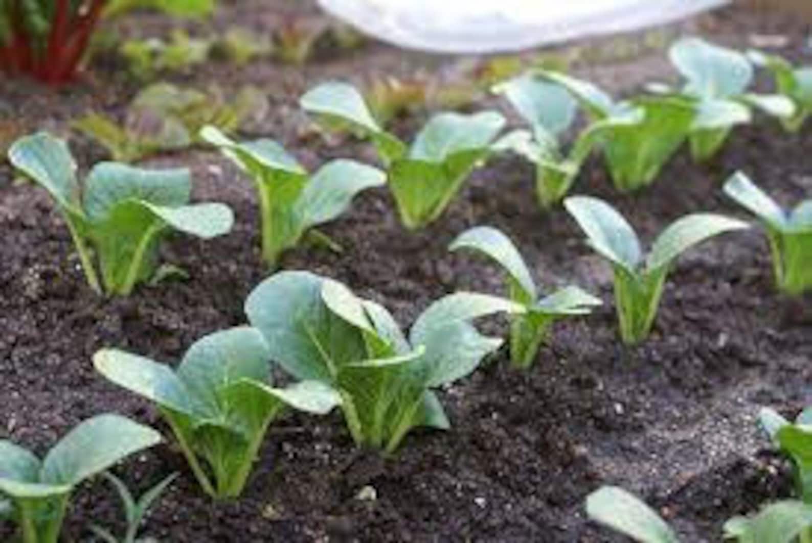 Pechay Seeds 200 Seeds W/ FREE Shipping filipino Variety of - Etsy