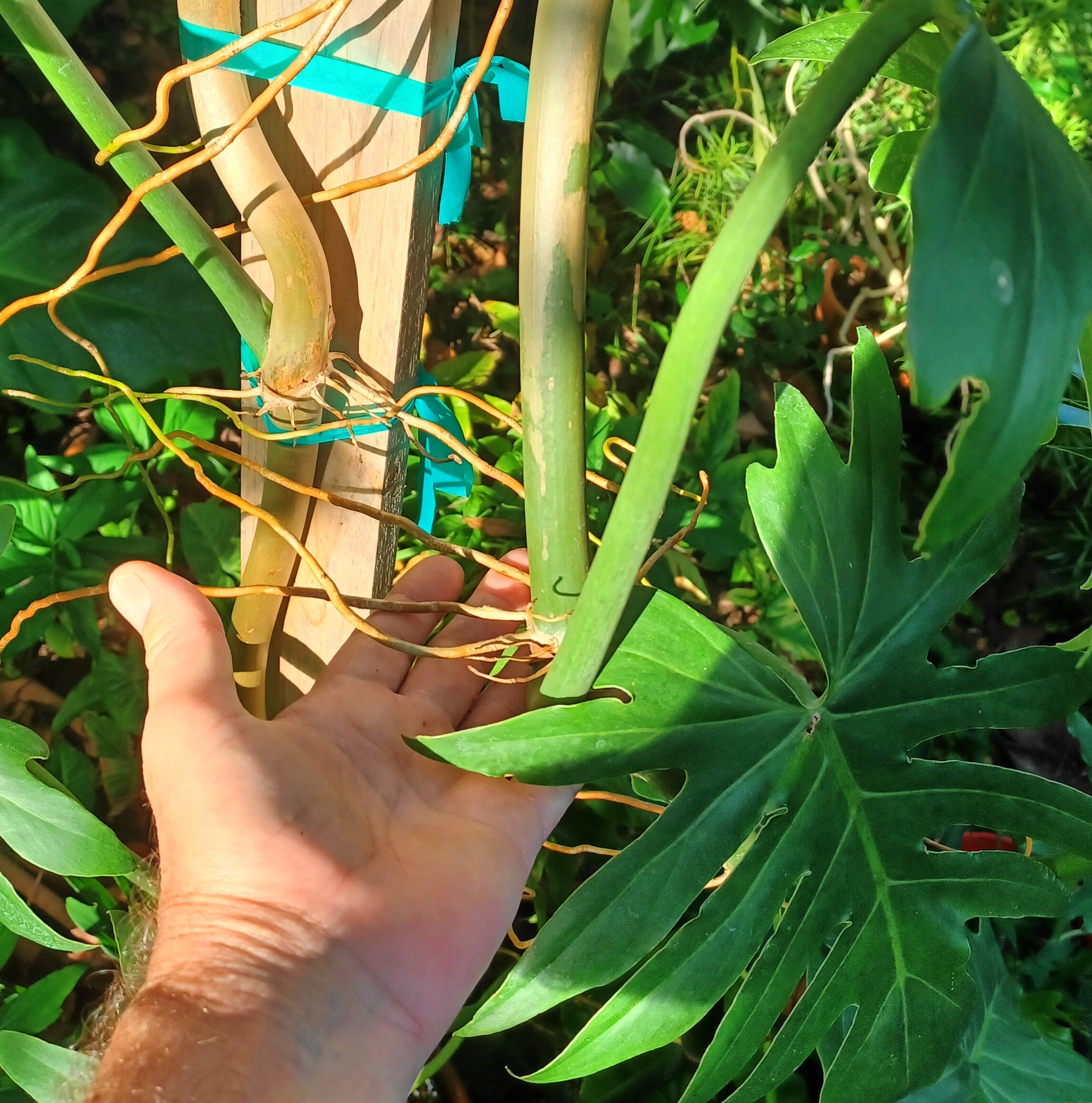 RADIATUM Philodendron One Node Cutting From Mature Plant - Etsy