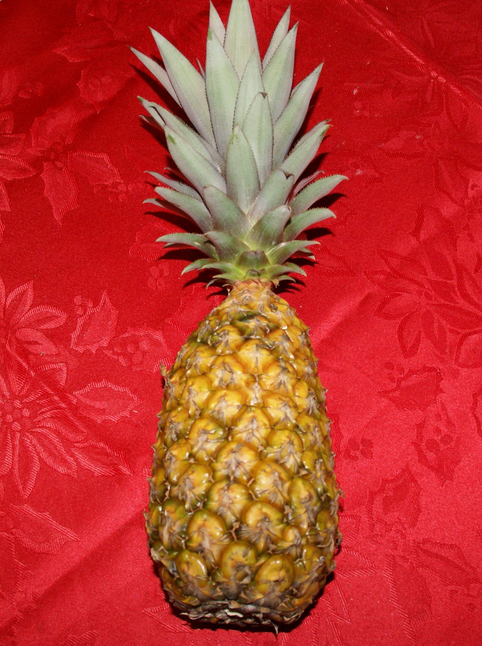 PINEAPPLE PLANT - Kona Sugarloaf Bare-root 6"- 20+" Plants- SUPER Sweet ...