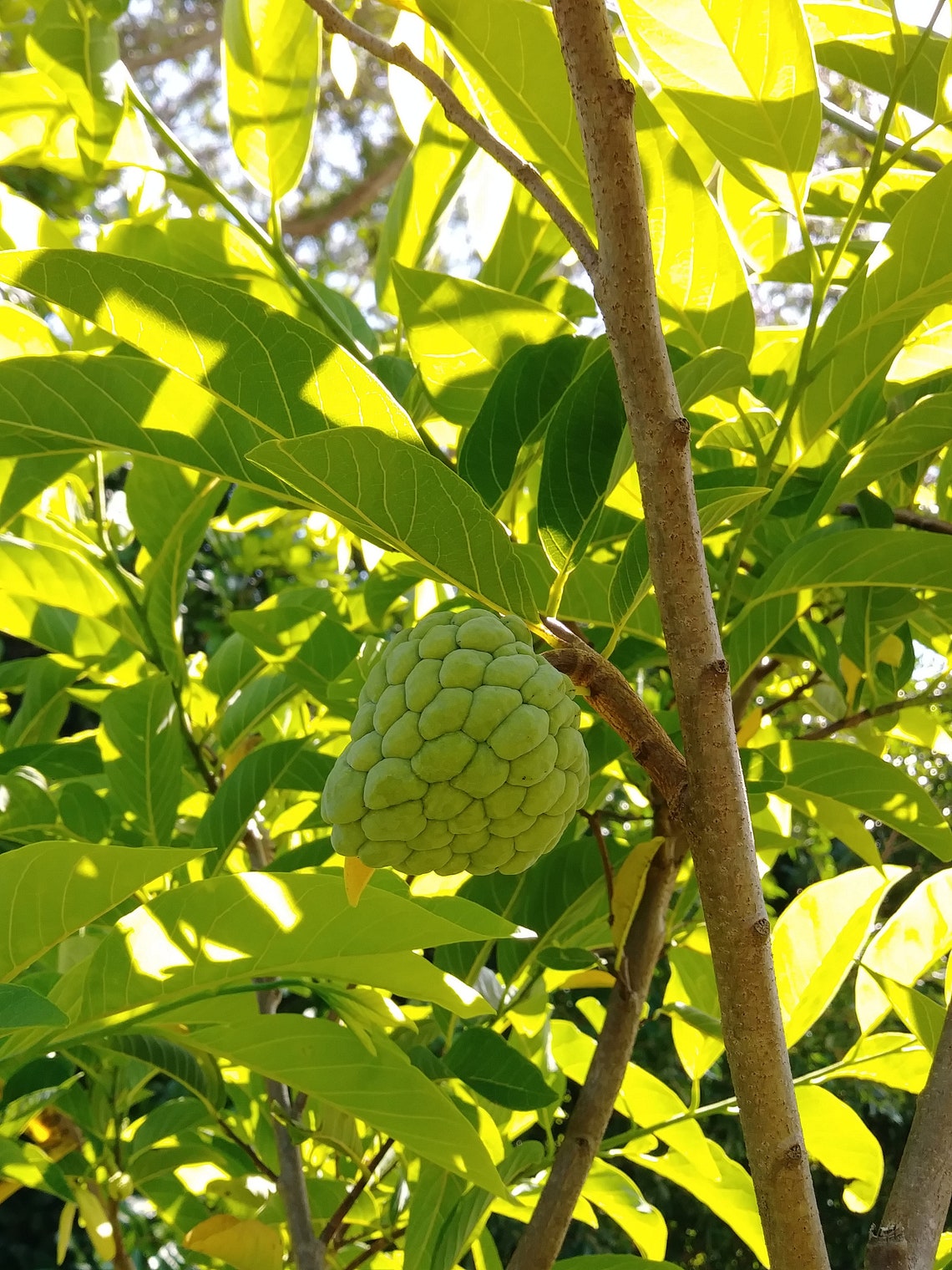6 Sugar Apple Seeds - Produces Big, Sweet Fruit on a Small Tree - Sweet ...