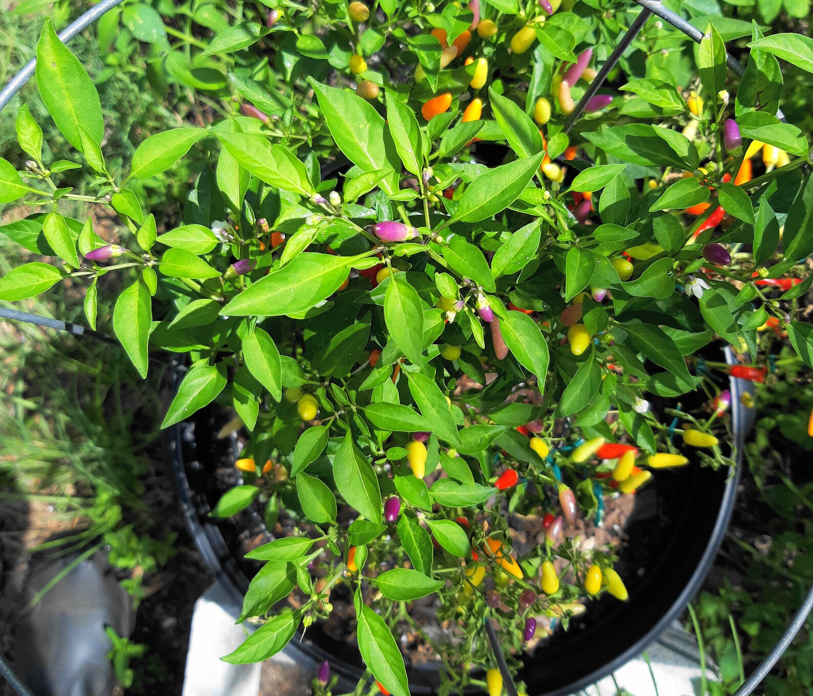 Siling Labuyo RARE Filipino Chili Pepper Seeds Free Shipping the ...