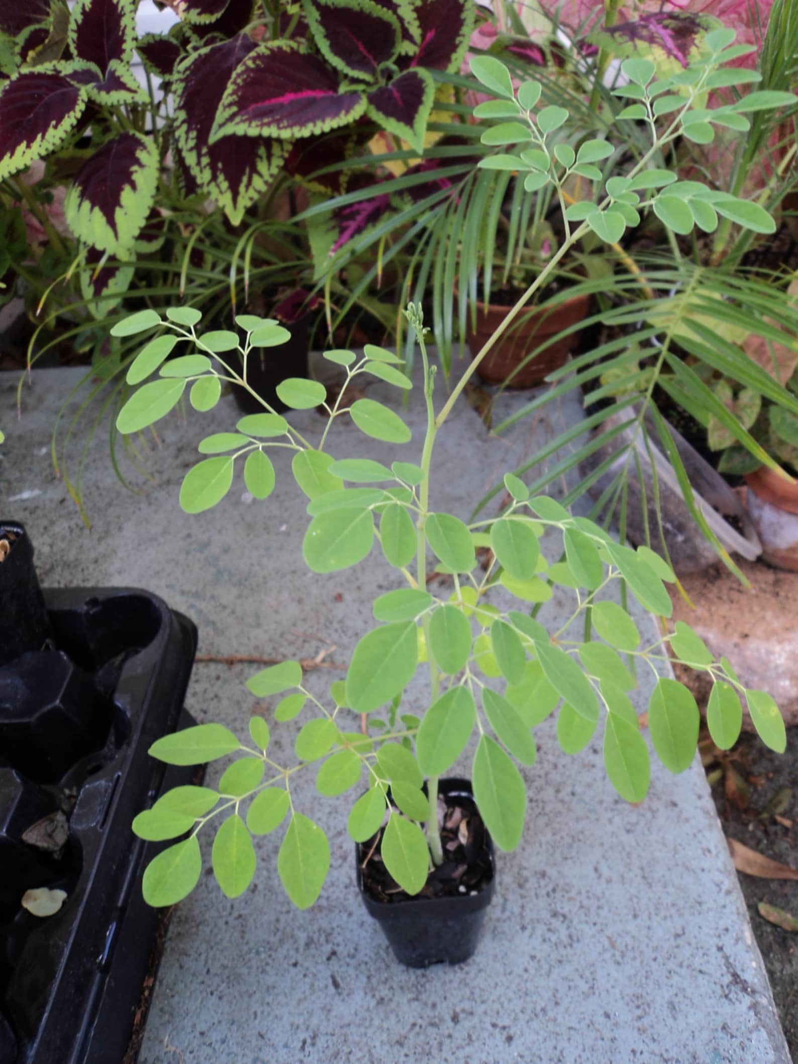 10-100 MORINGA SEEDS, Super Food!! "tree of Life" Malunggay, Moringa ...