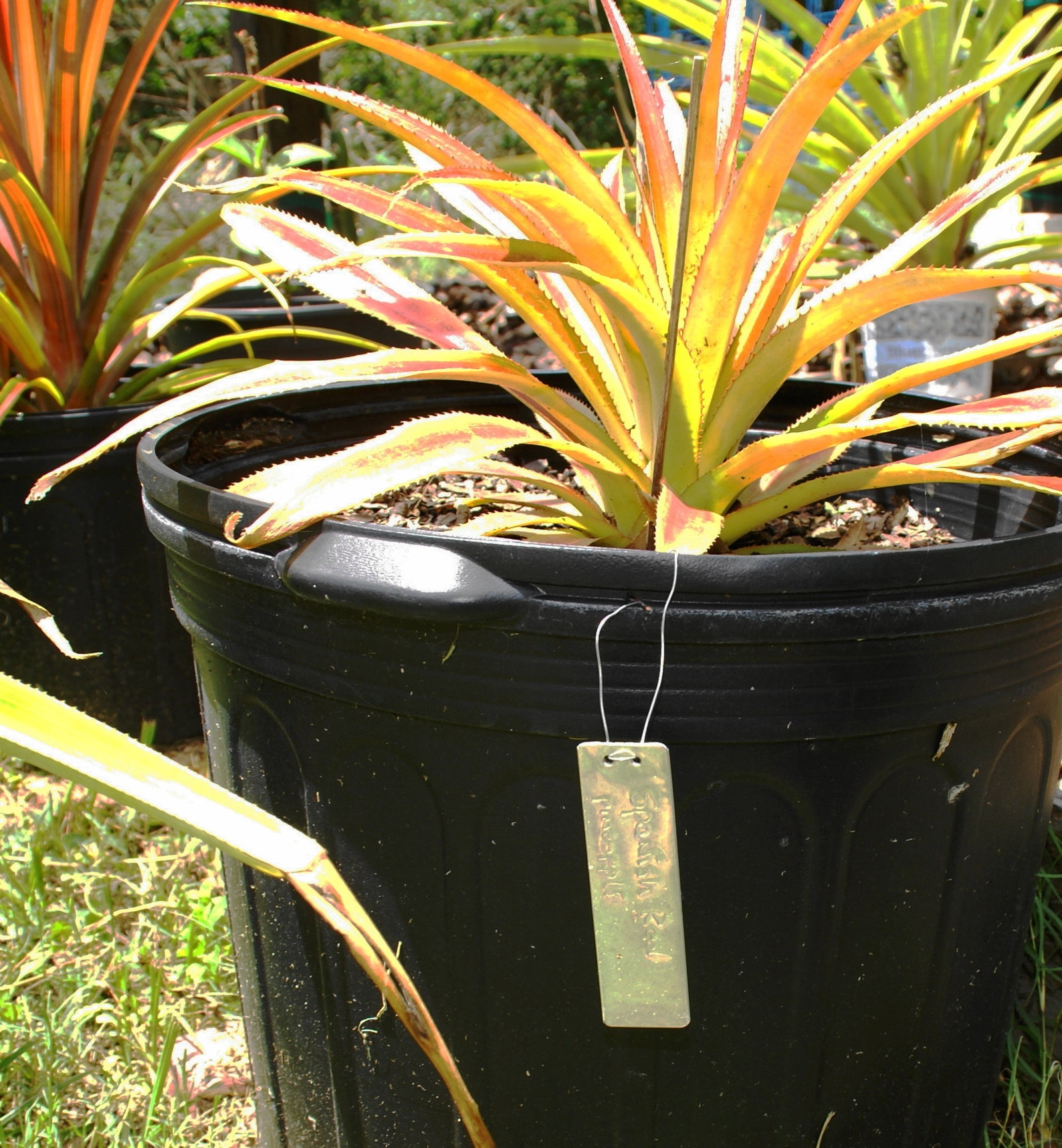 Permanent PLANT TAGS 10 for 9.99 durable No Fade Metal - Etsy