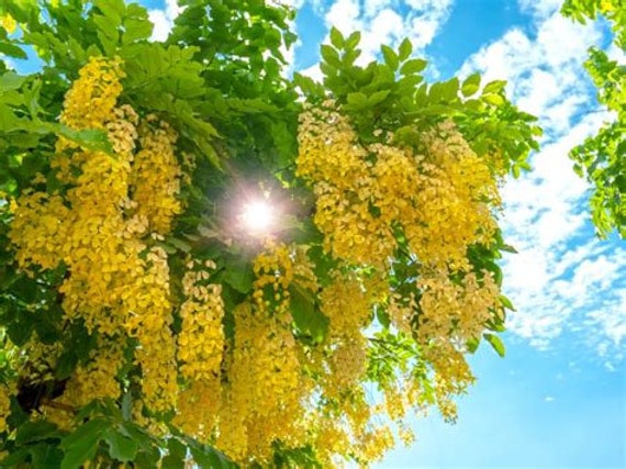 Golden Shower Tree Seedling Cassia Fistula Indian Laburnum Etsy