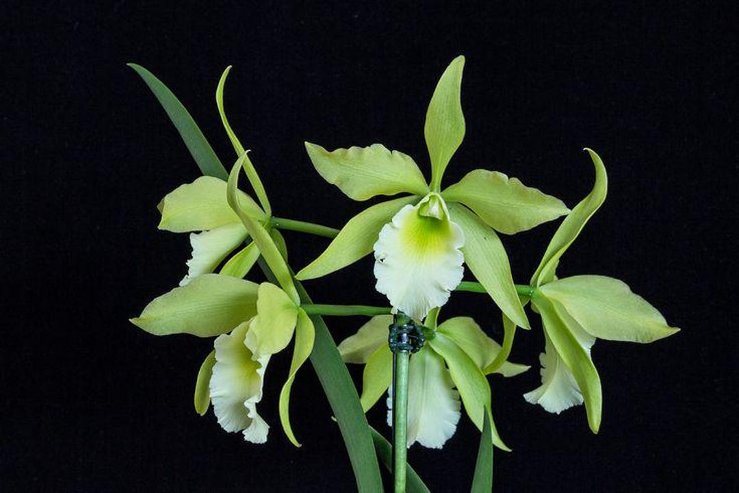ORCHID Plant - Blc Everything Nice 'showtime' - 2" Pot - Fragrant ...