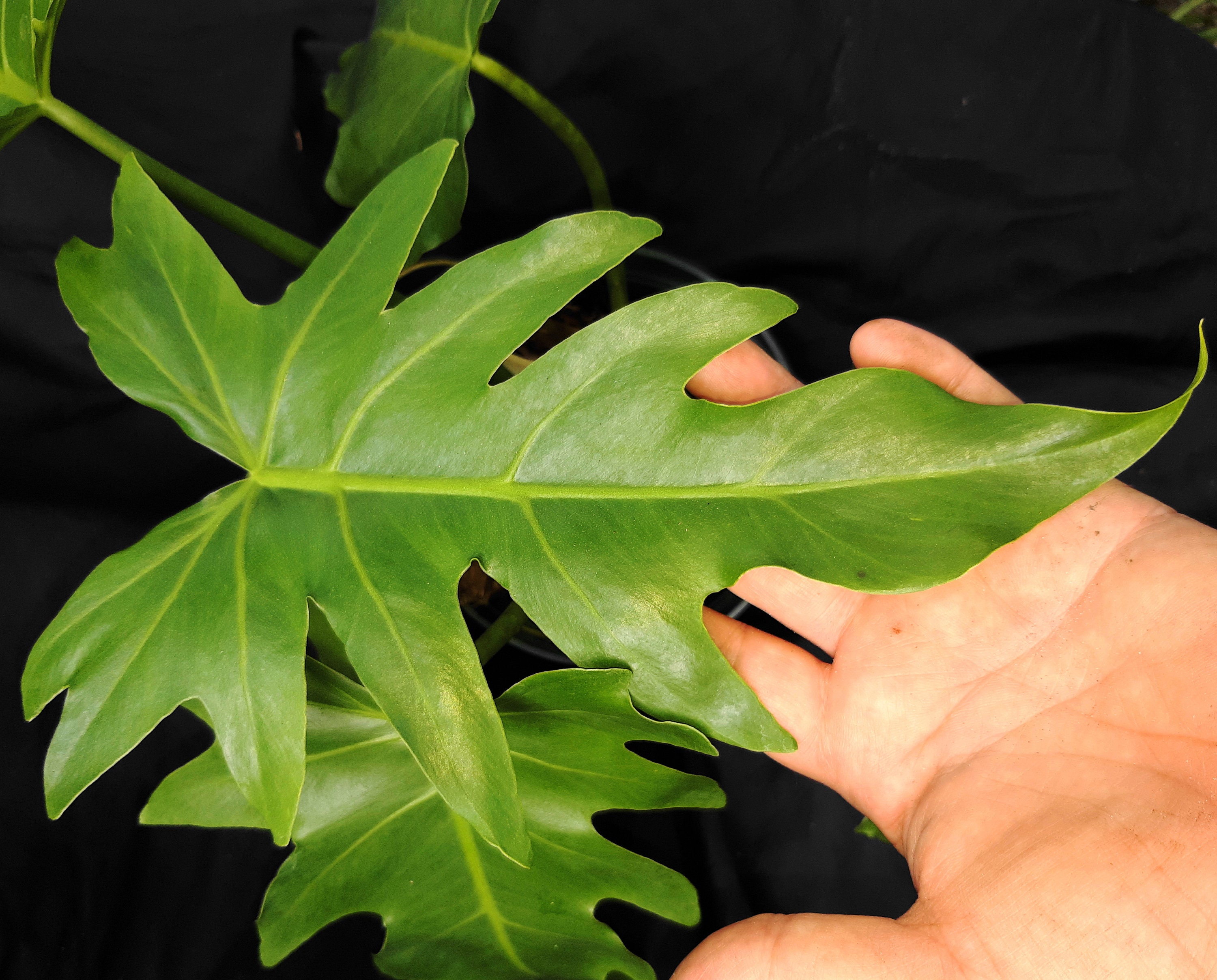 RADIATUM Philodendron One Node Cutting From Mature Plant - Etsy
