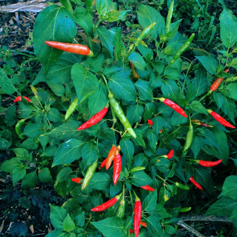 Hot Pepper Seeds - Etsy