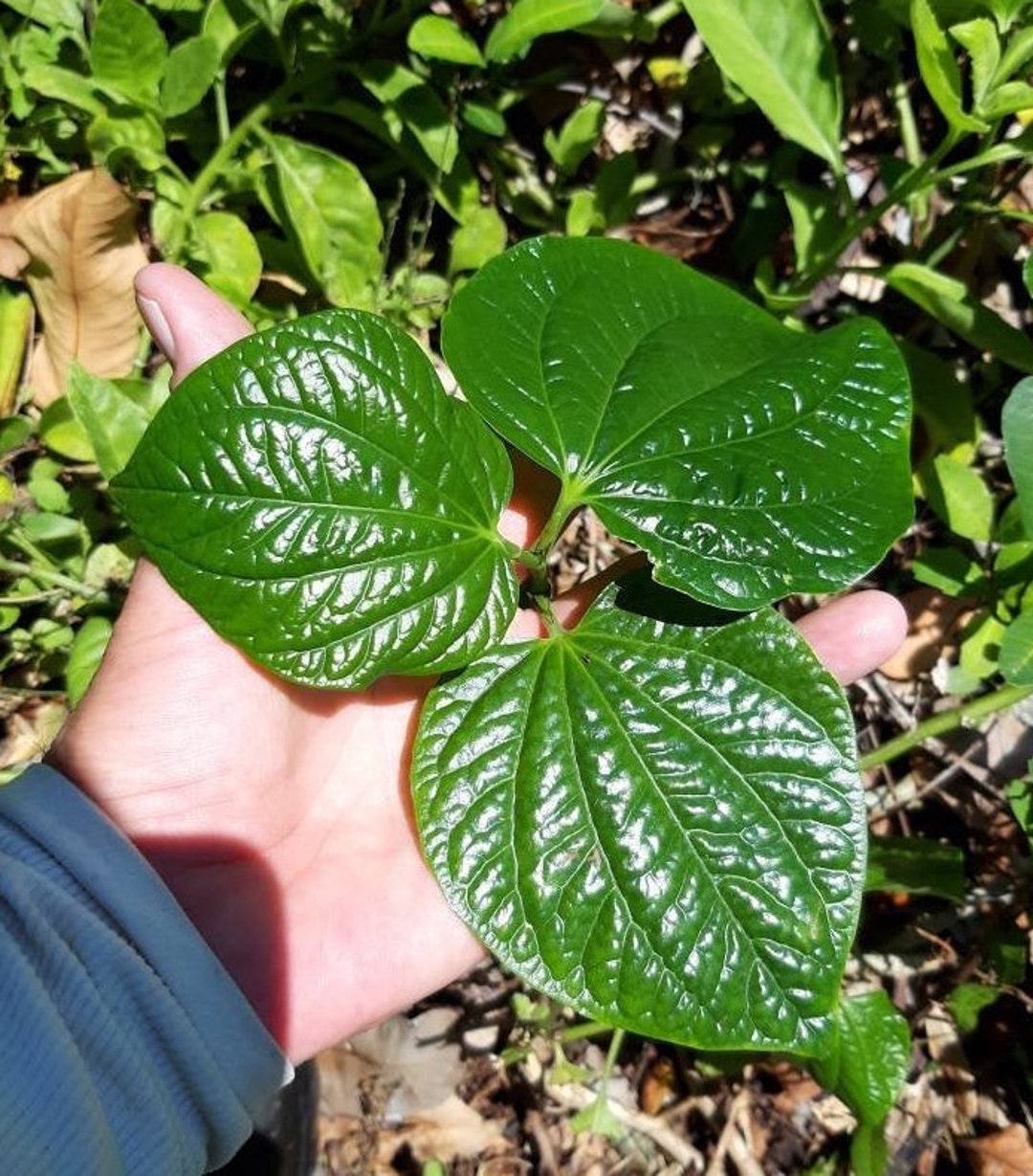 Piper Lolot Wild Betel 4 per Order FREE Shipping - Etsy Ireland