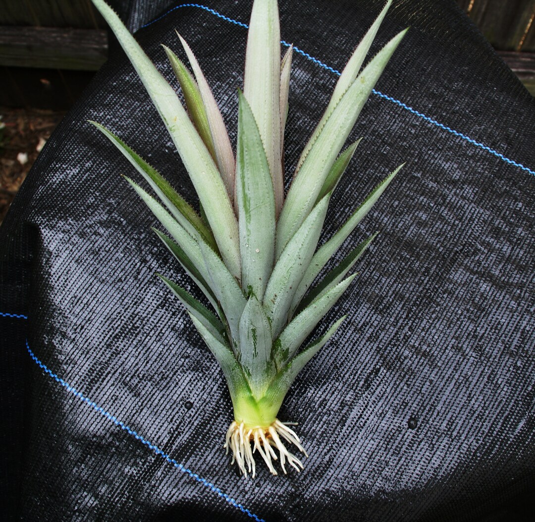 PINEAPPLE PLANT - Kona Sugarloaf Bare-root 6"- 20+" Plants- SUPER Sweet ...