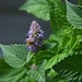 Korean Mint-40 Seeds FREE Shippingflorida Grown-super Easy to Grow and ...
