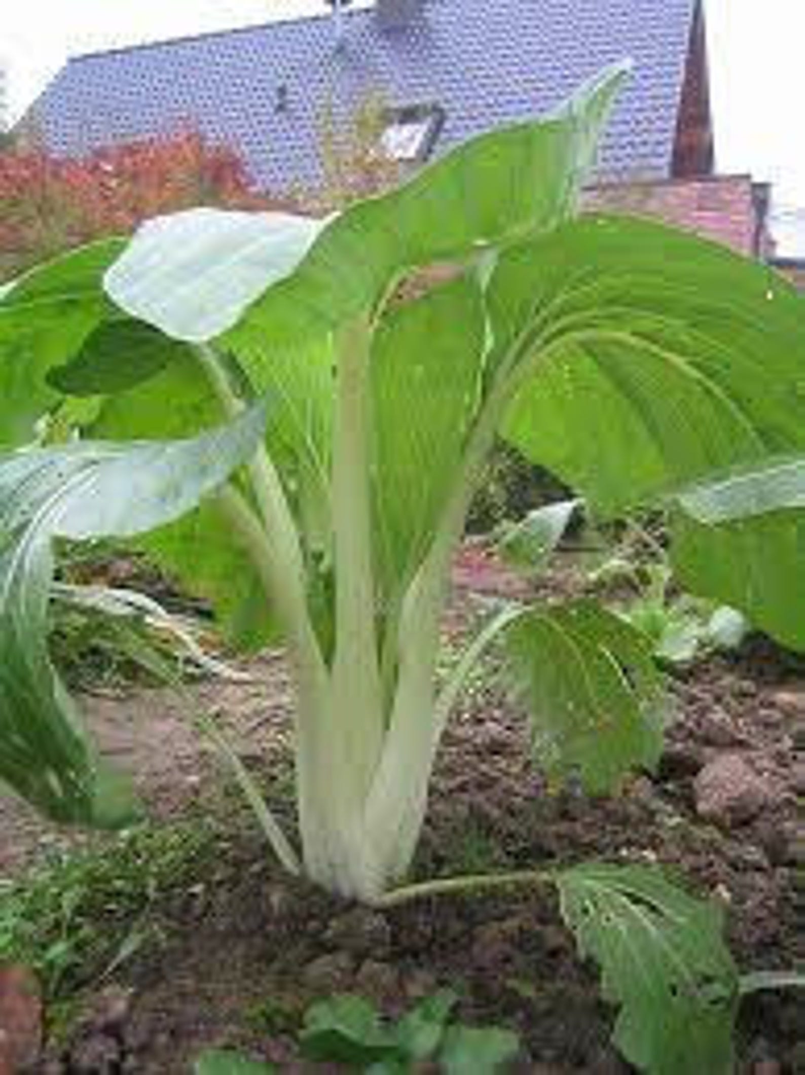 Pechay Seeds 200 Seeds -filipino Variety of Mild Chinese Cabbage- Pai ...